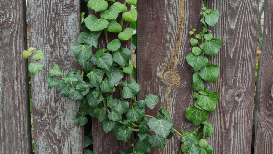 17 Types Of Ivy Plants You Should Know