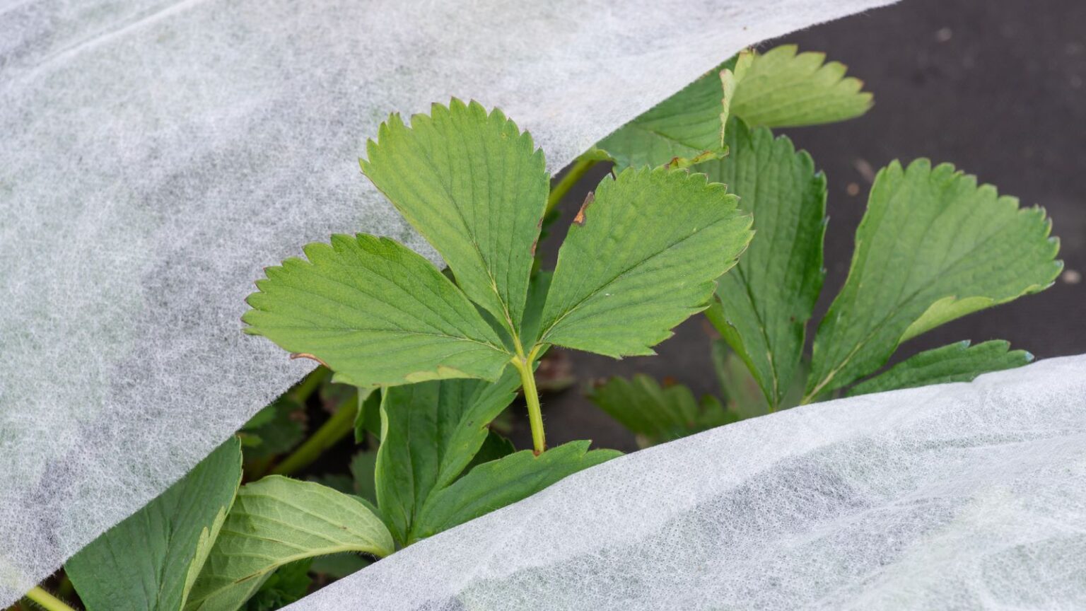 How to Overwinter Strawberries in 6 Easy Steps