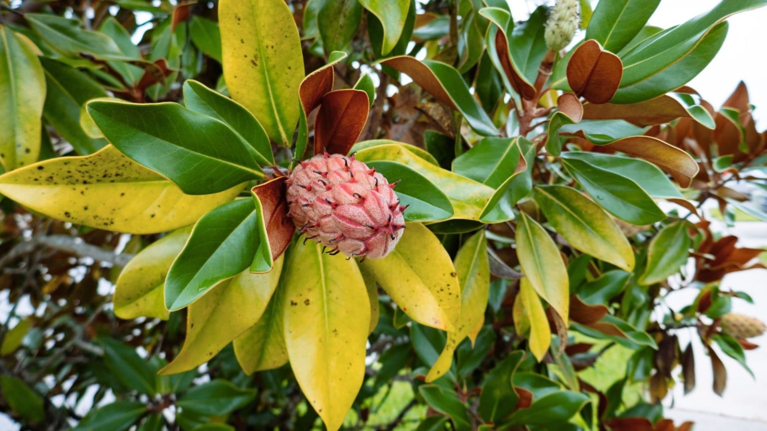 9 Reasons Your Magnolia Tree Has Yellow Leaves