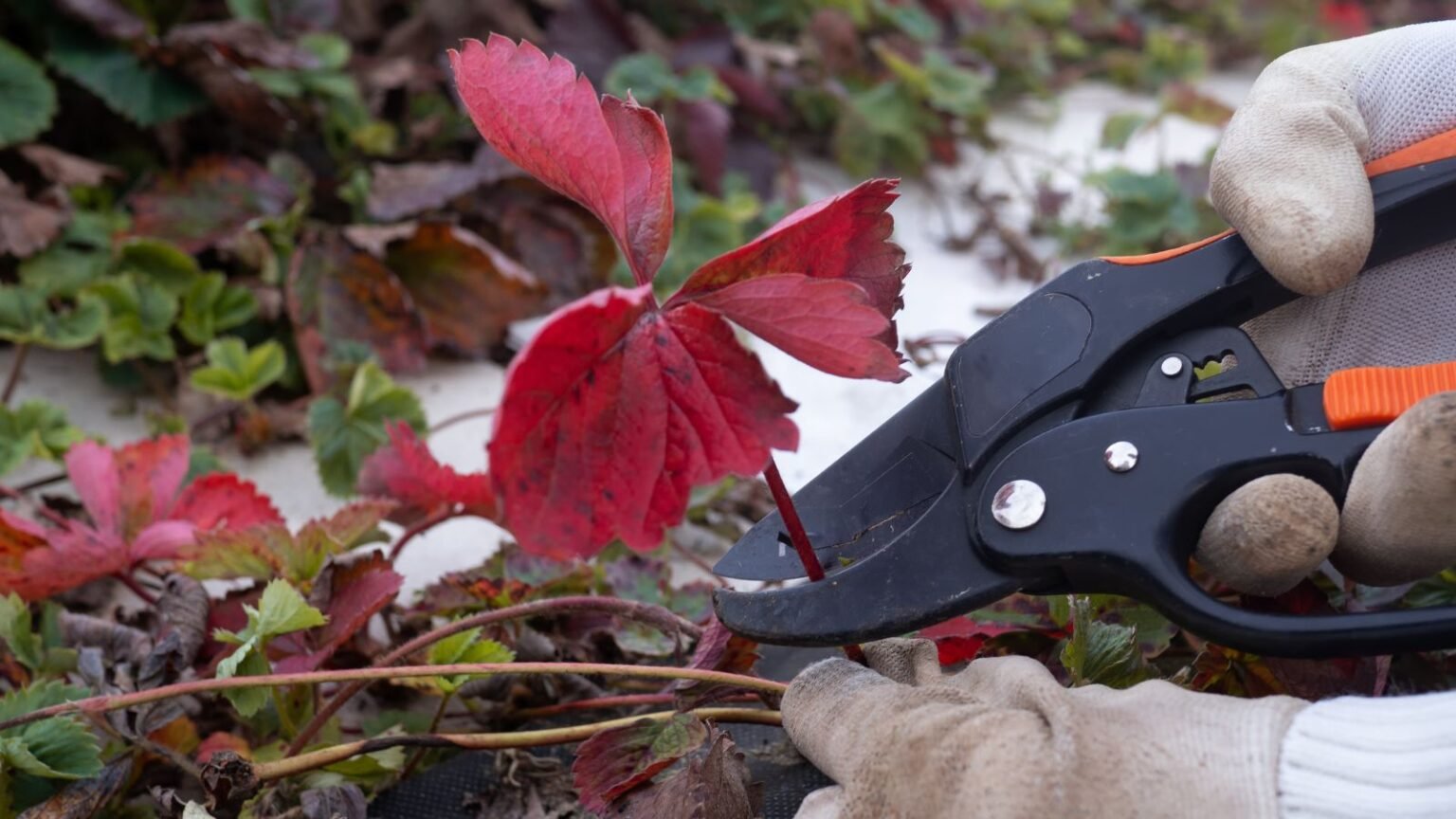 How to Overwinter Strawberries in 6 Easy Steps