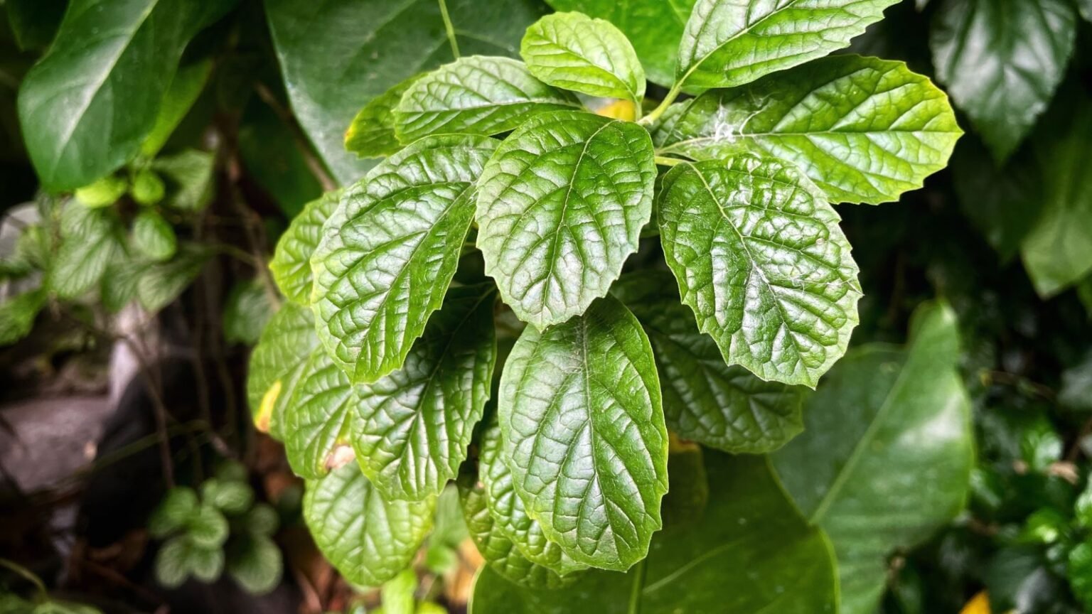 How to Plant, Grow, and Care for Swedish Ivy