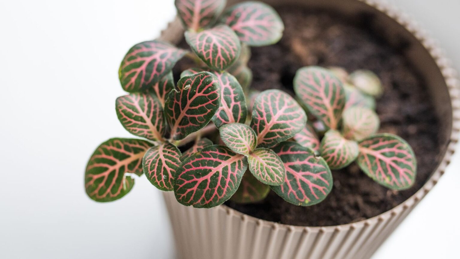 How to Plant, Grow, and Care for Nerve Plant