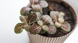 How to Plant, Grow, and Care for Nerve Plant