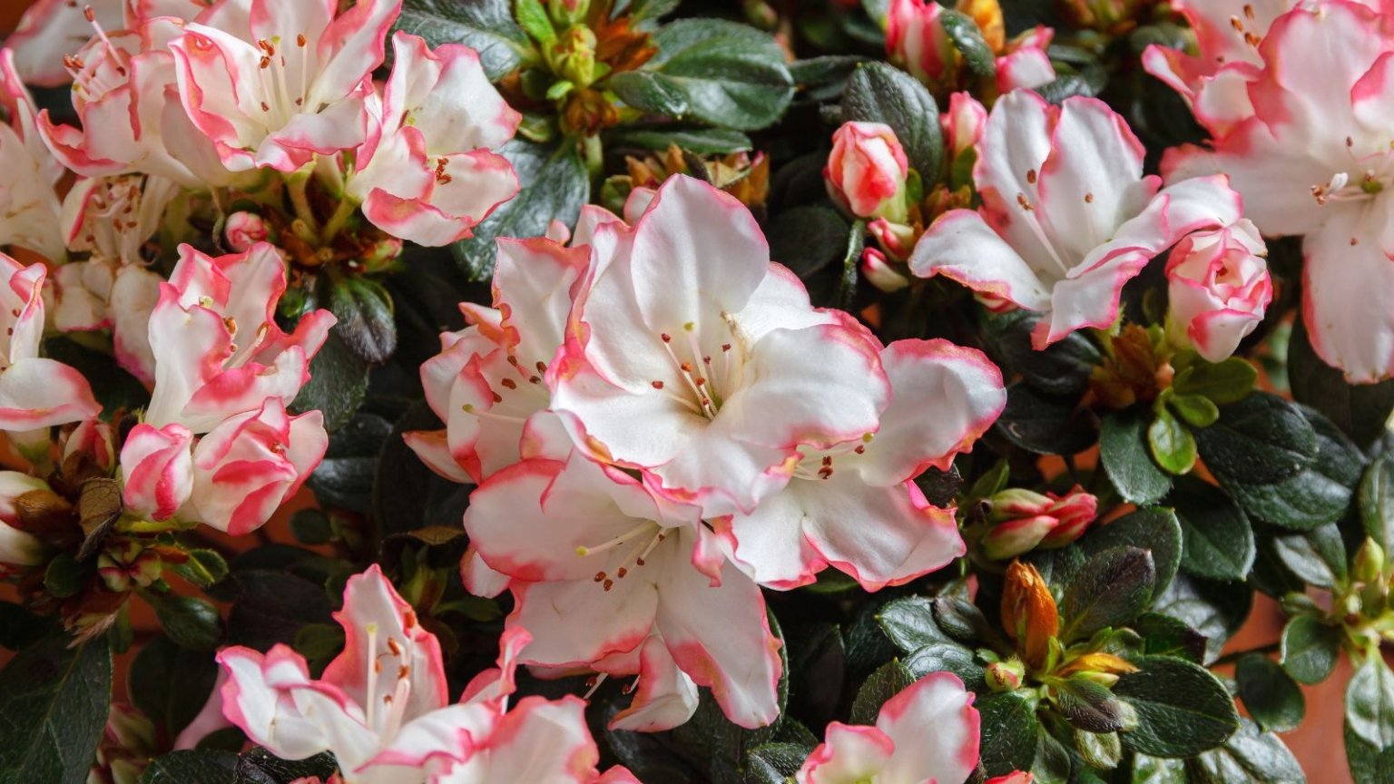 15 Dwarf Azalea Varieties For Compact Spaces