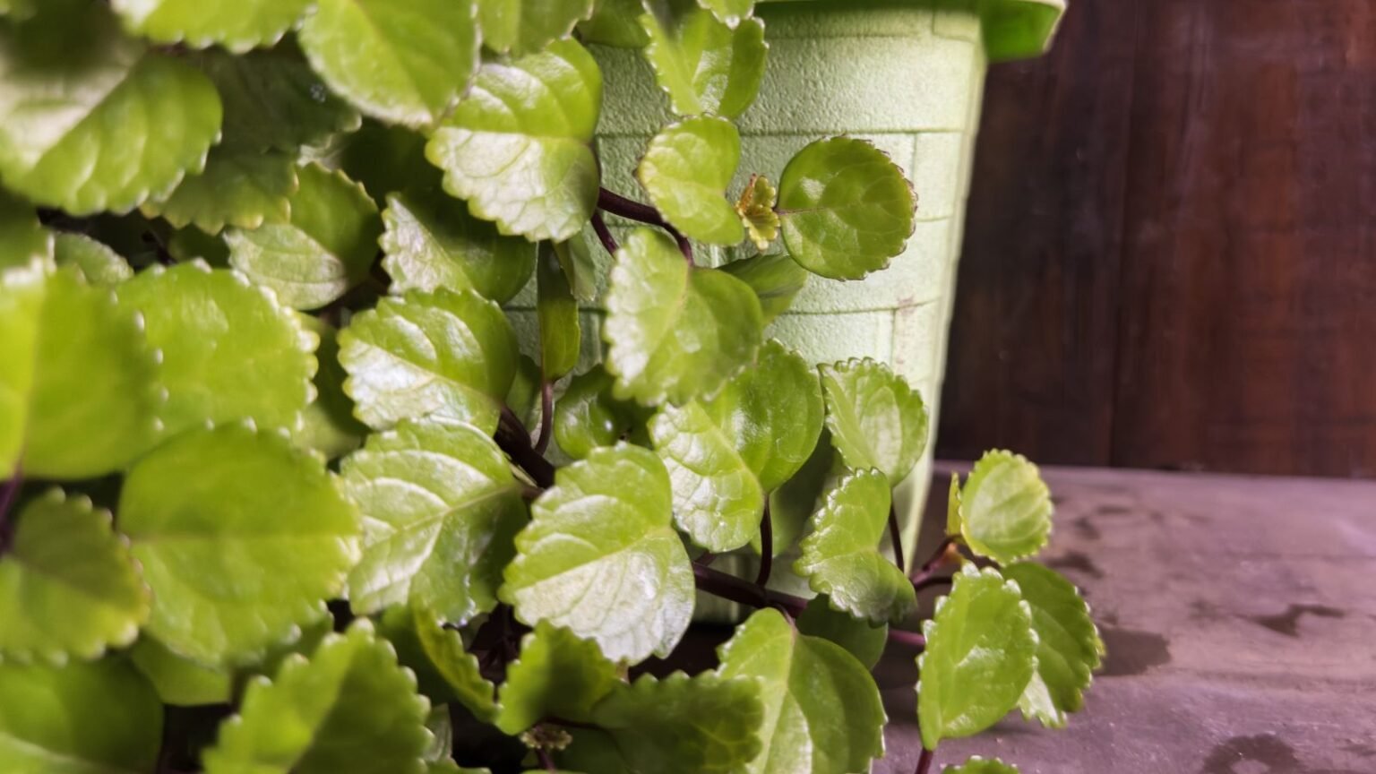 How to Plant, Grow, and Care for Swedish Ivy