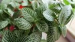 How to Plant, Grow, and Care for Nerve Plant