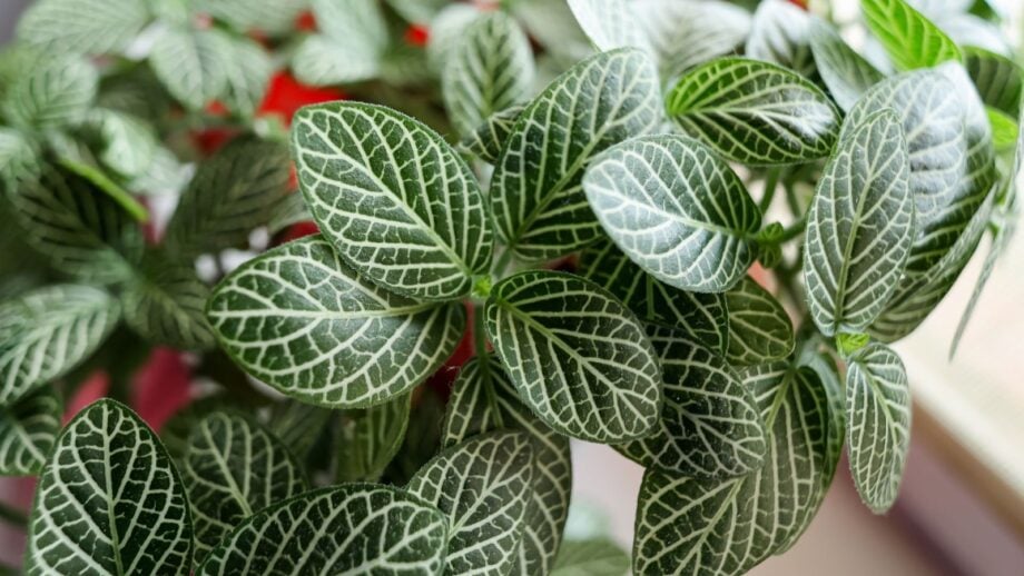 How to Plant, Grow, and Care for Nerve Plant