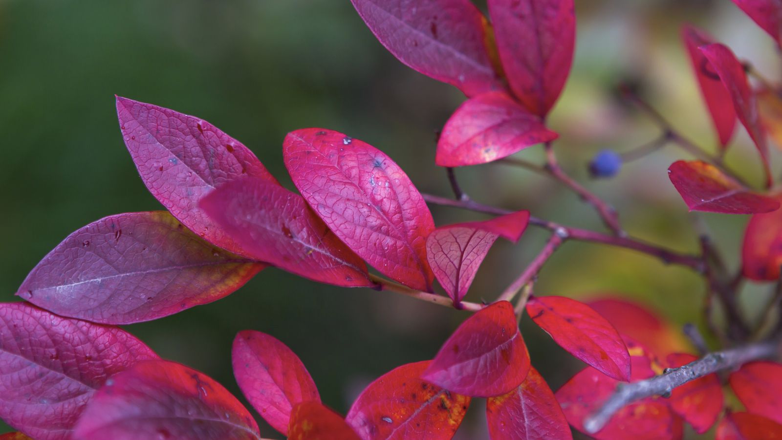 Does Your Blueberry Plant Have Red Leaves? Here's How to Fix it