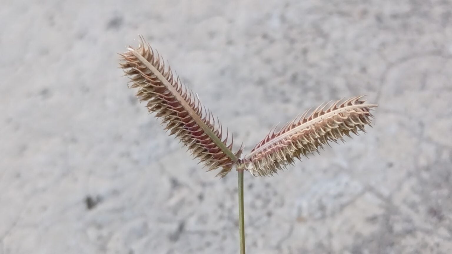 How to Plant, Grow, and Care for Blue Grama Grass