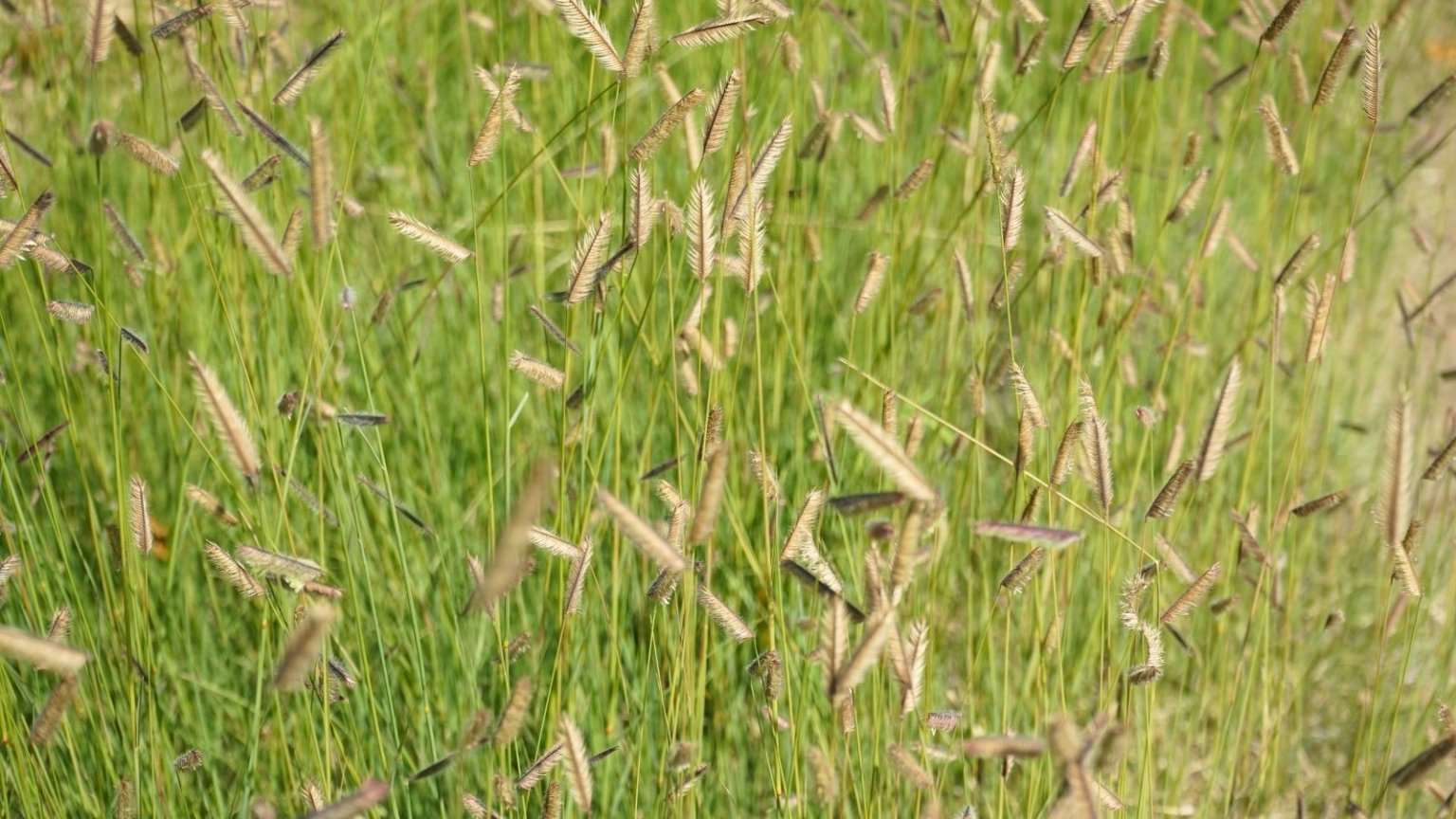 How to Plant, Grow, and Care for Blue Grama Grass