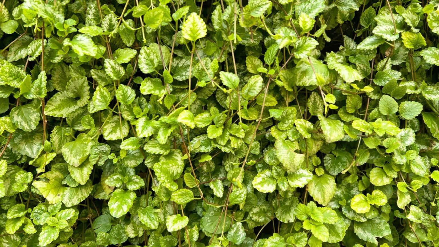 How to Plant, Grow, and Care for Swedish Ivy