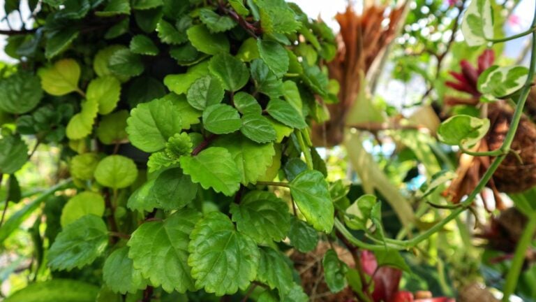 How to Plant, Grow, and Care for Swedish Ivy