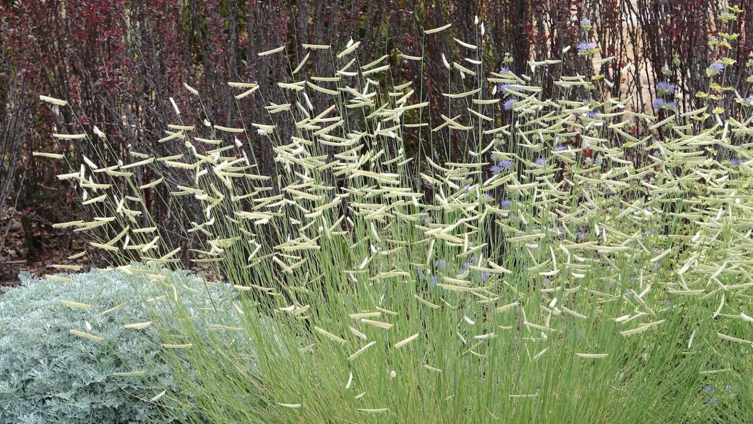 How to Plant, Grow, and Care for Blue Grama Grass