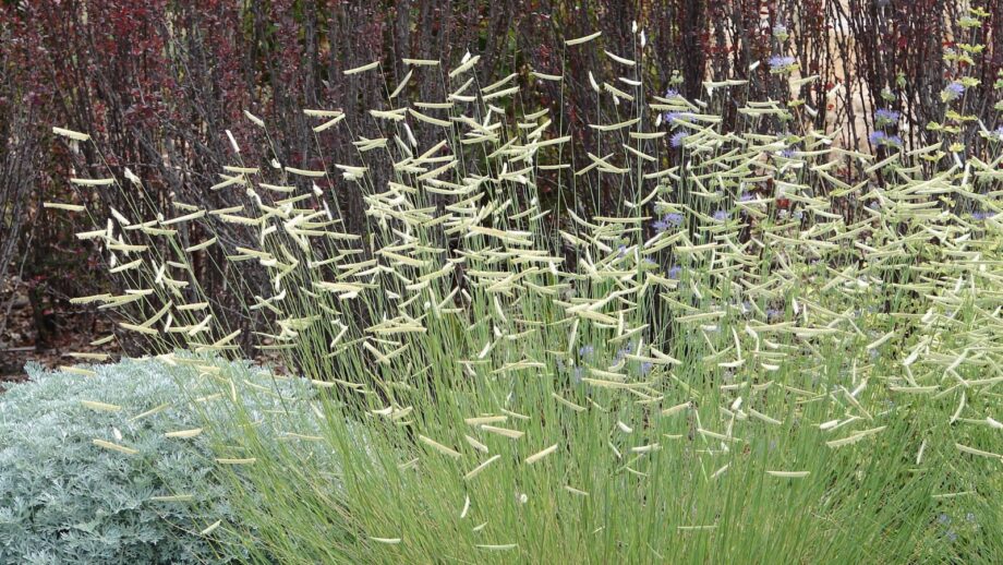 How to Plant, Grow, and Care for Blue Grama Grass