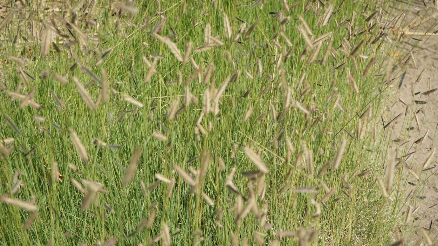 How to Plant, Grow, and Care for Blue Grama Grass