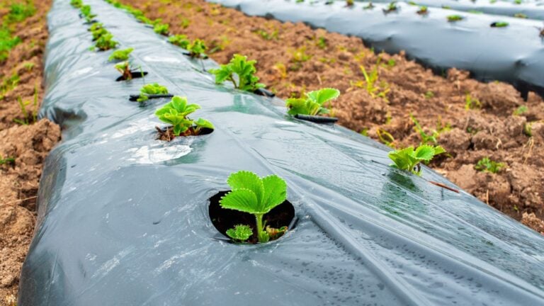 How to Overwinter Strawberries in 6 Easy Steps