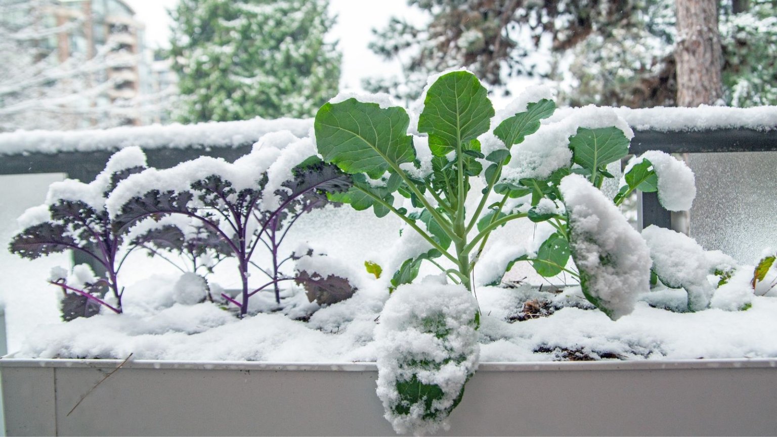21 Cold-Hardy Vegetables You Can Grow This Winter