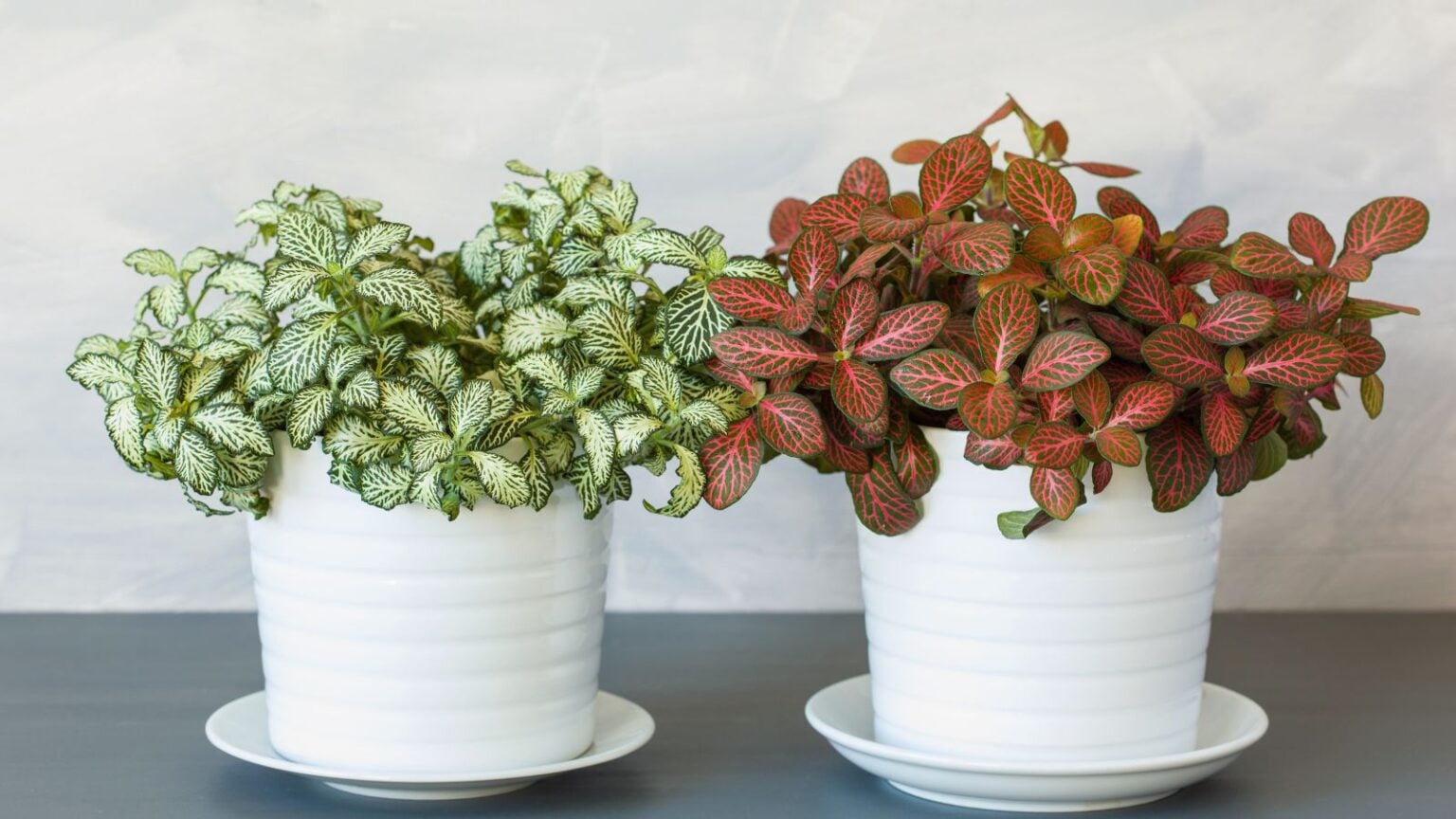 How to Plant, Grow, and Care for Nerve Plant