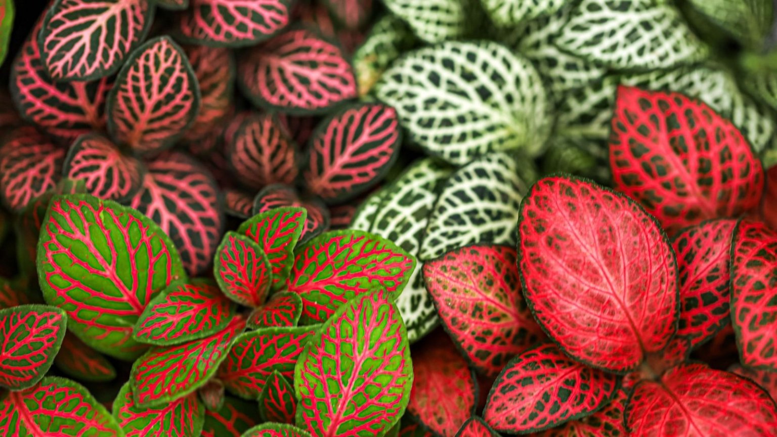 How to Plant, Grow, and Care for Nerve Plant