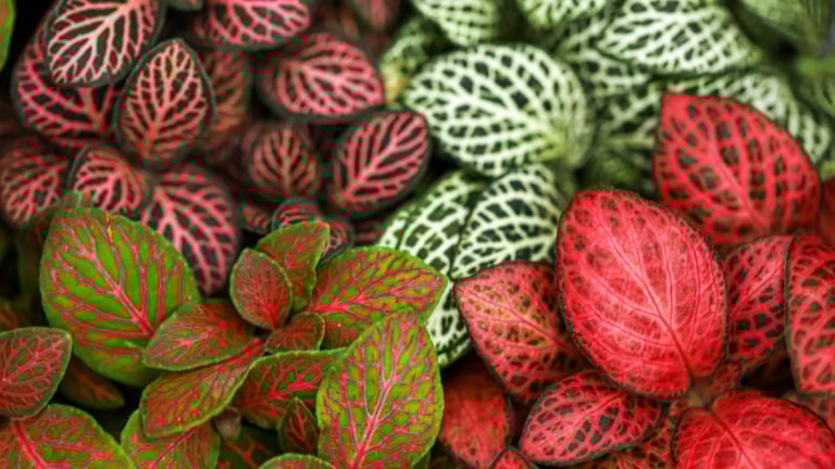 How to Plant, Grow, and Care for Nerve Plant