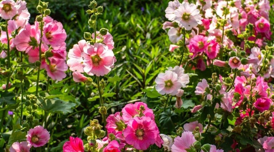 How to Plant, Grow and Care For Hollyhocks