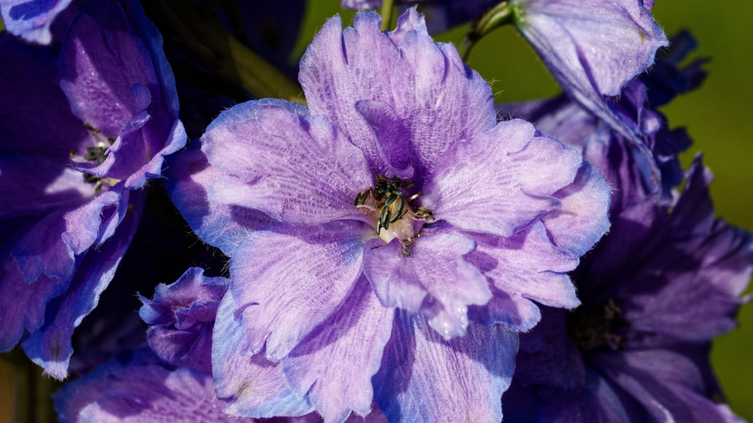 How to Plant, Grow, and Care for Delphiniums