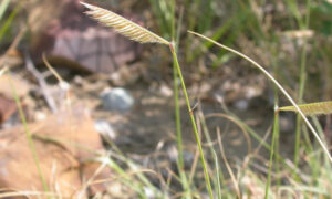 Blue Grama Grass: Drought-Tolerant Native Turf - Epic Gardening