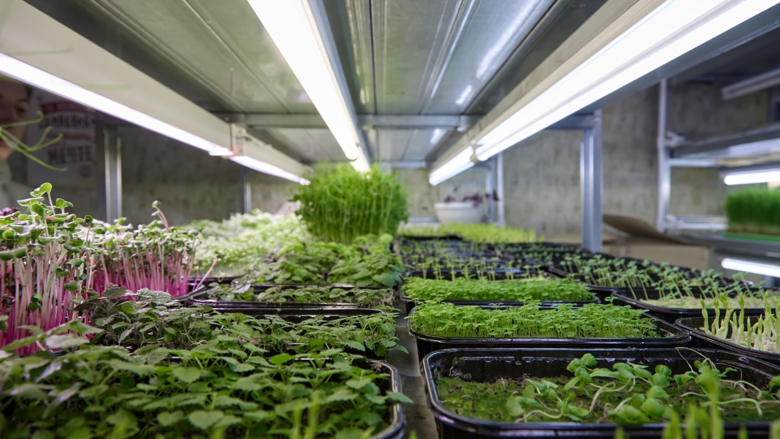 How To Grow Parsley Microgreens in 6 Easy Steps
