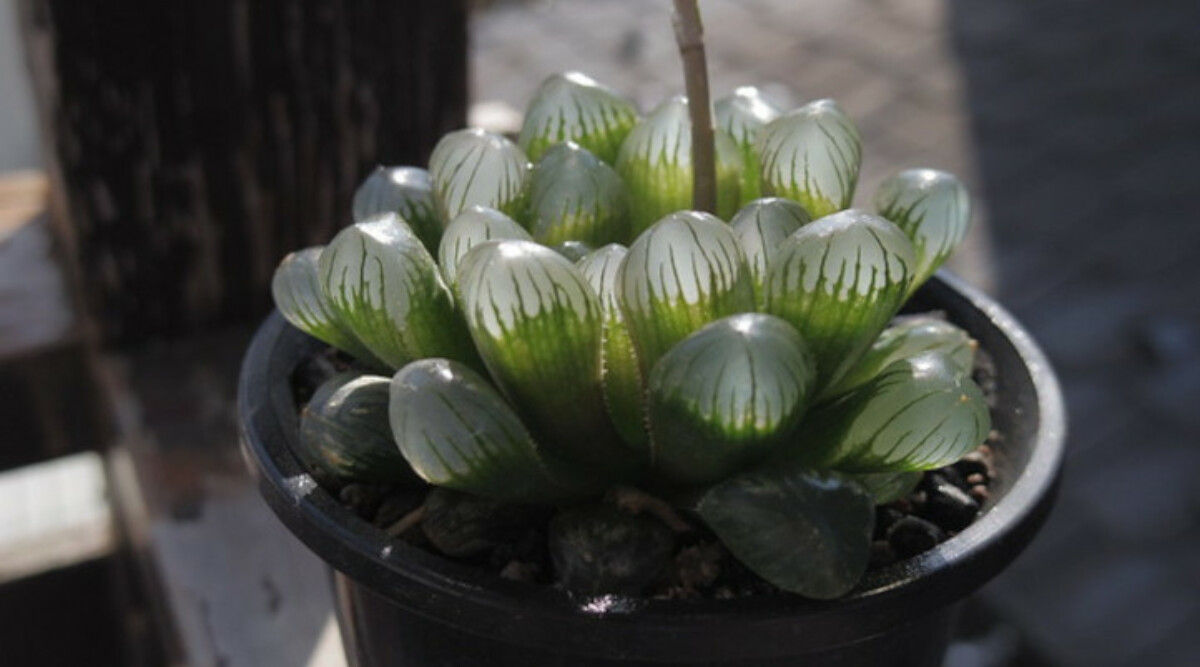 Haworthia Obtusa: Growing The Mini-Aloe Plant