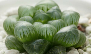 Haworthia Obtusa: Growing The Mini-Aloe Plant