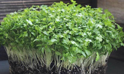 How To Grow Parsley Microgreens Fast And Easy - Epic Gardening