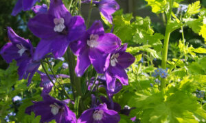 Delphinium Dreaming: Growing Delphiniums - Epic Gardening