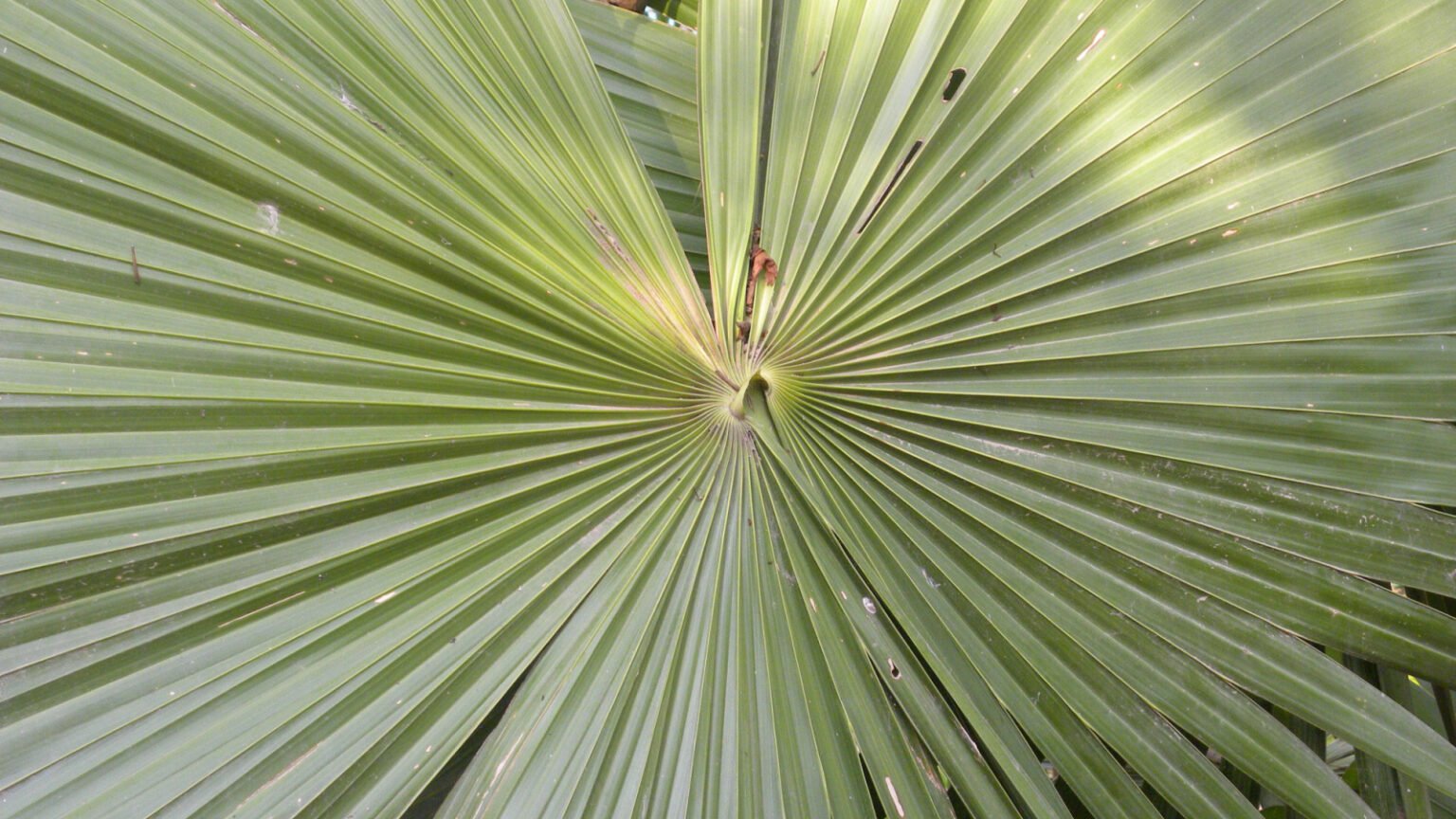 35 Types of Palm Trees That Grow Well in Florida