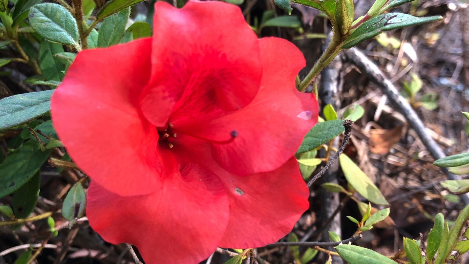 15 Dwarf Azalea Varieties For Compact Spaces