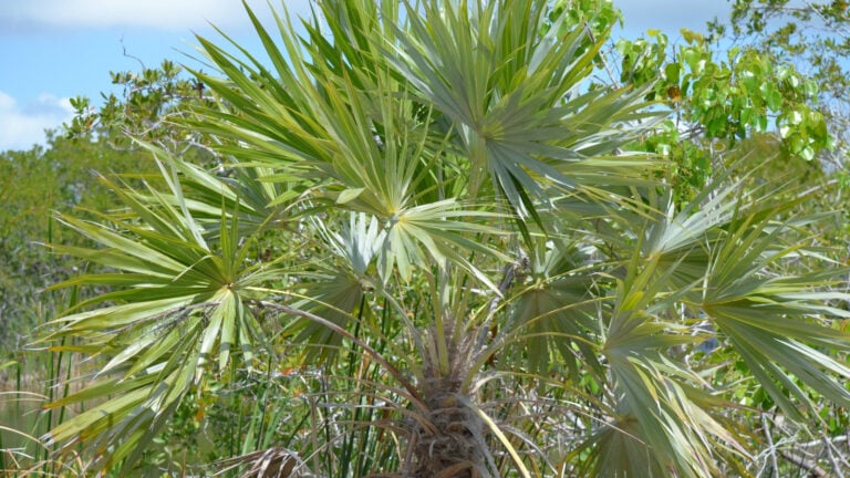 35 Types of Palm Trees That Grow Well in Florida
