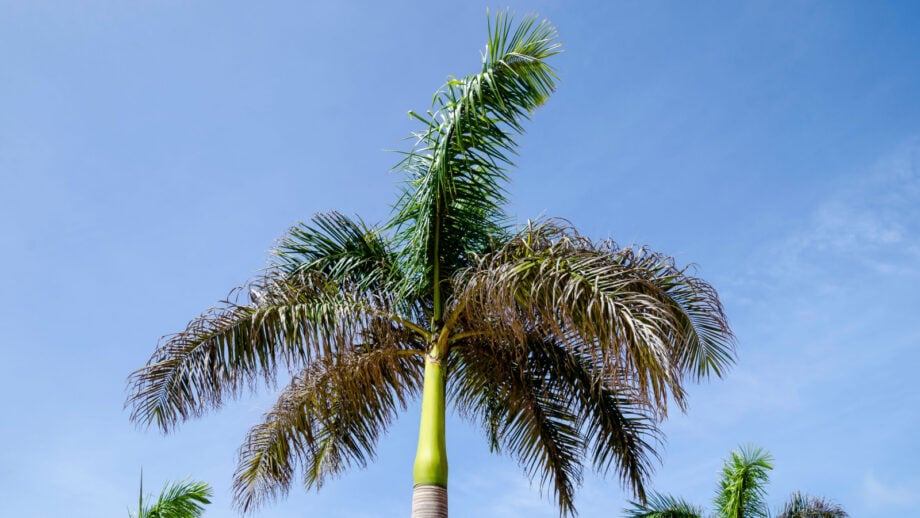 35 Types of Palm Trees That Grow Well in Florida