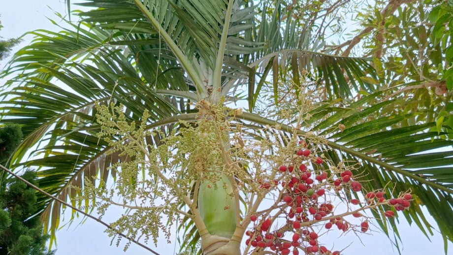 35 Types of Palm Trees That Grow Well in Florida