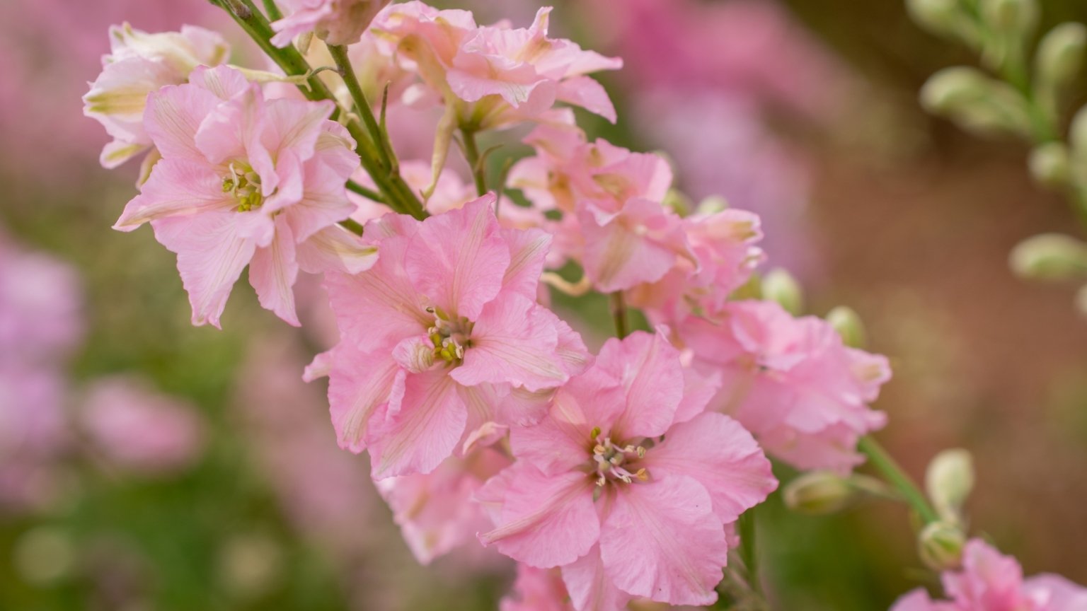 How to Plant, Grow, and Care for Delphiniums