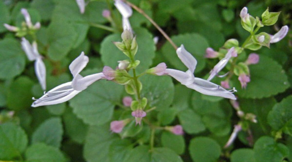 Swedish Ivy: Beautiful Hanging Basket Plants - Epic Gardening