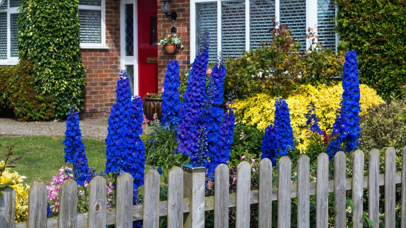 How to Plant, Grow, and Care for Delphiniums