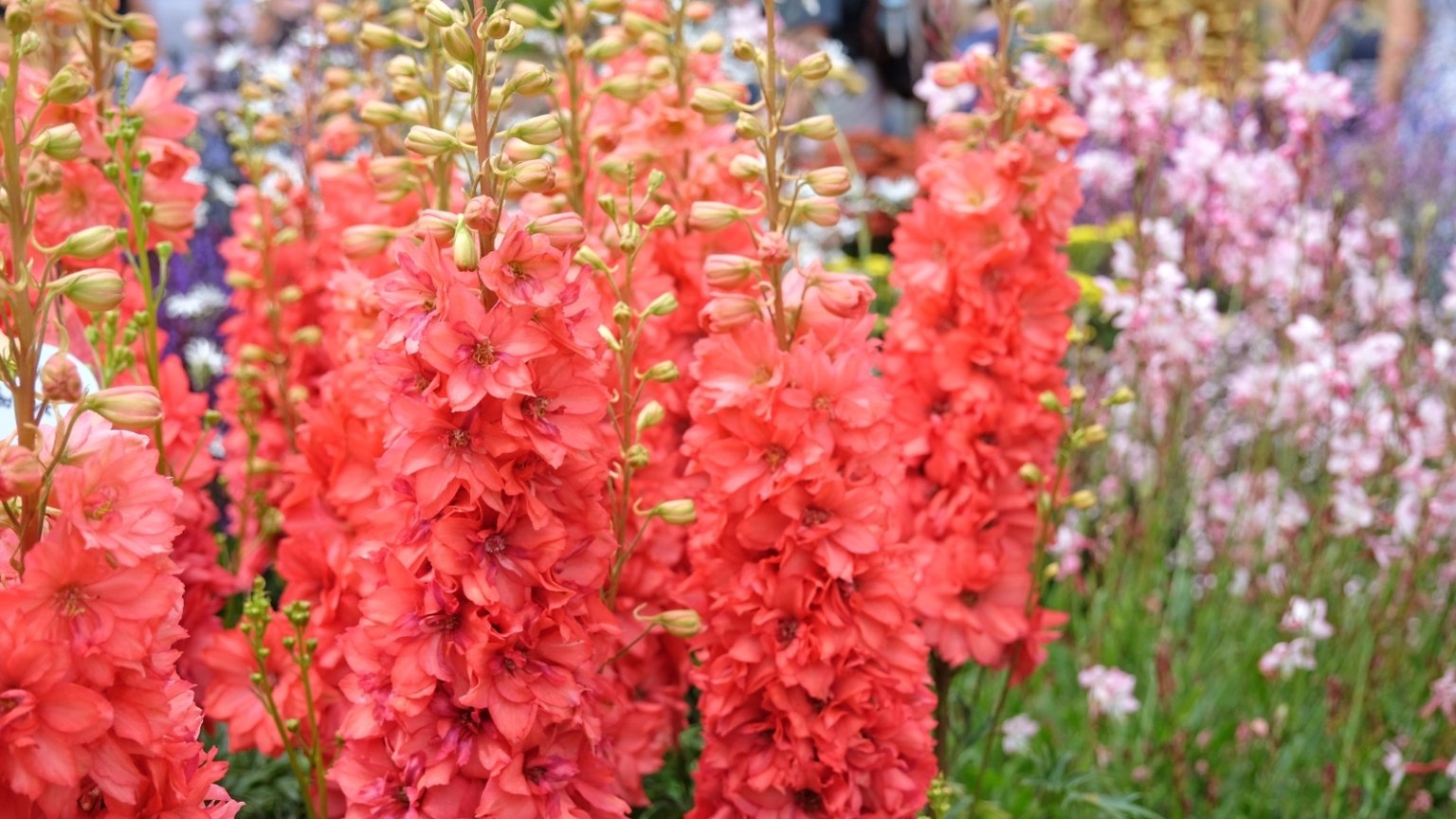 How to Plant, Grow, and Care for Delphiniums