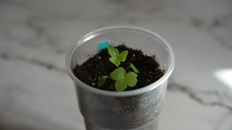 How to Plant, Grow, and Care for Delphiniums