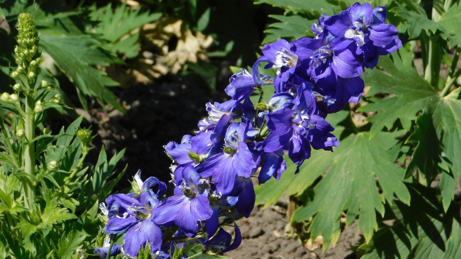 How to Plant, Grow, and Care for Delphiniums