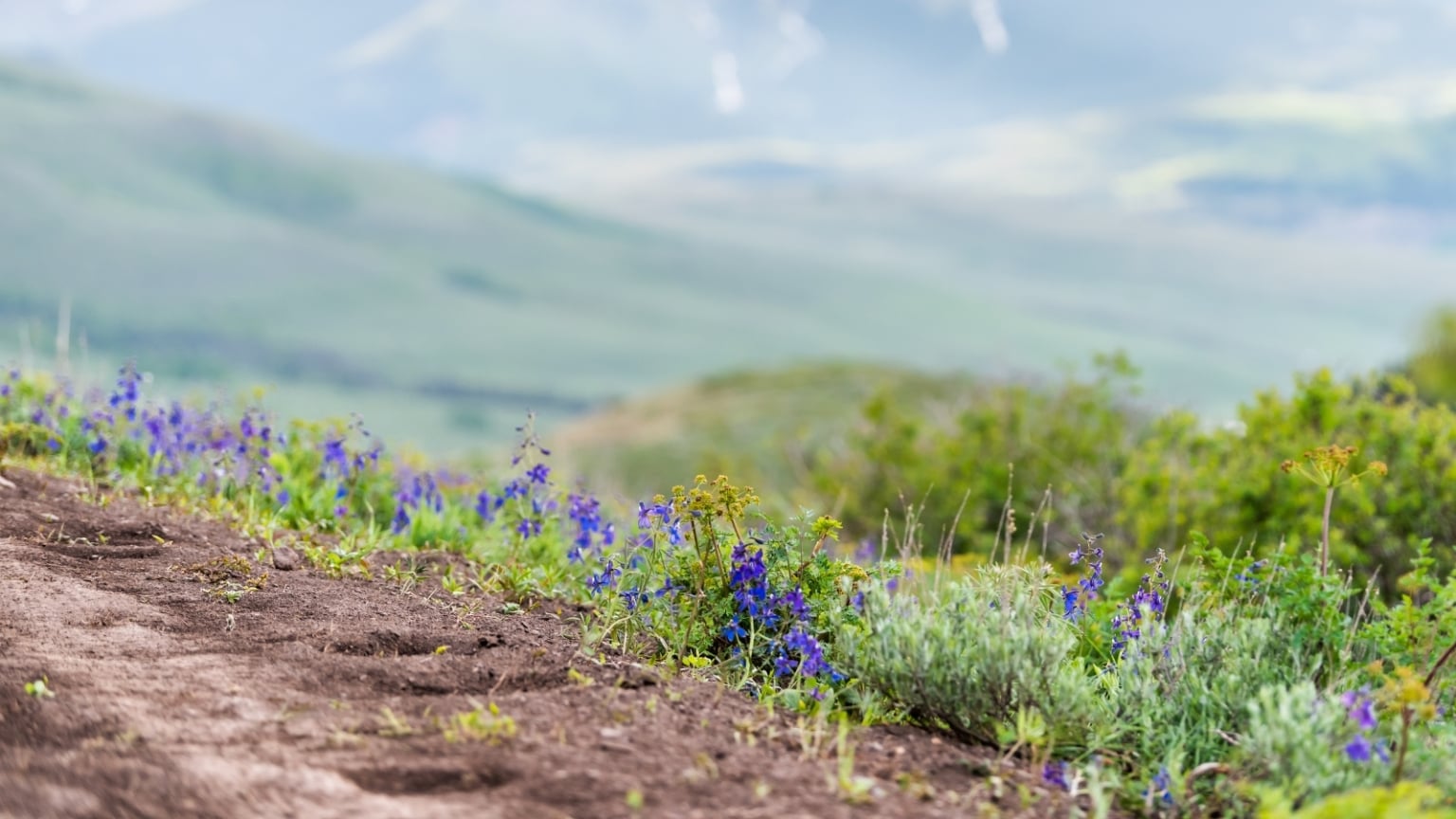 How to Plant, Grow, and Care for Delphiniums