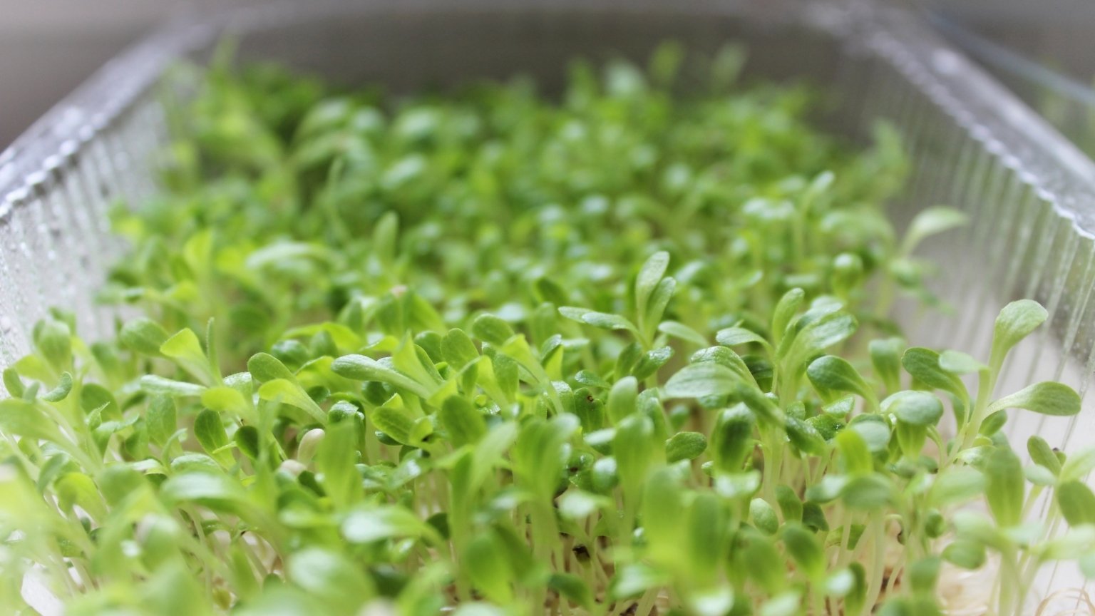 35 Healthy Edible Plants to Grow Indoors In Winter