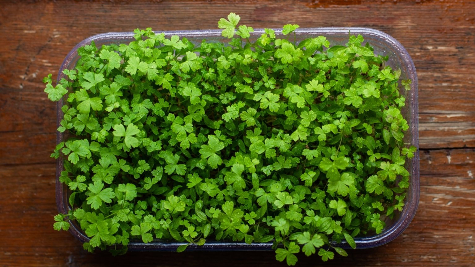 How To Grow Parsley Microgreens in 6 Easy Steps
