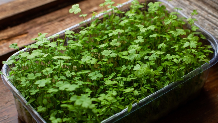 How To Grow Parsley Microgreens in 6 Easy Steps