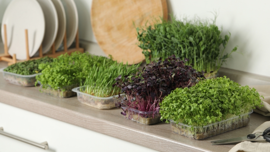 How To Grow Parsley Microgreens in 6 Easy Steps