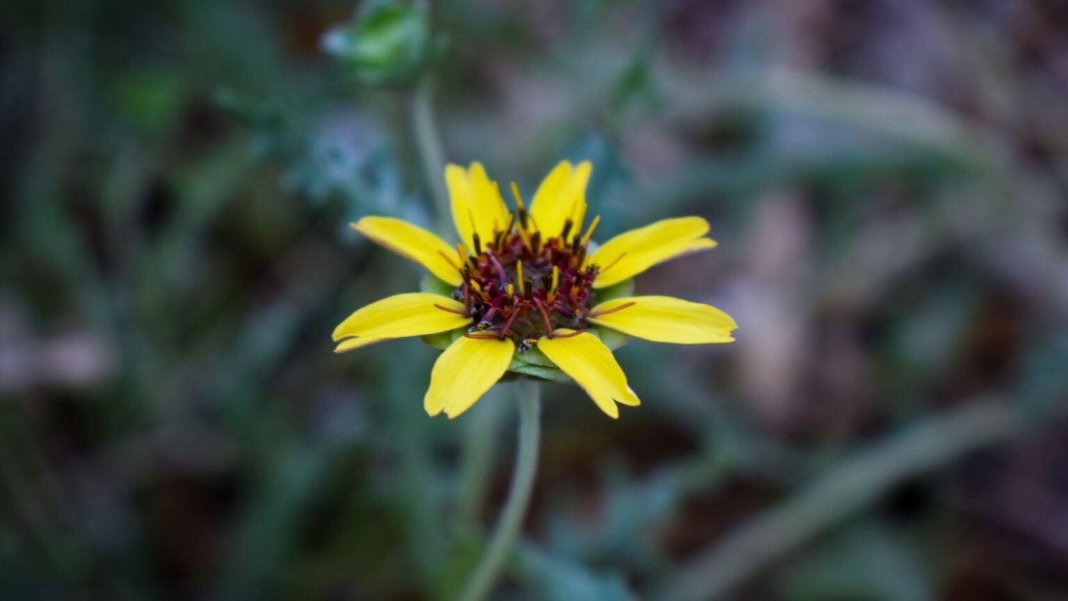 How to Plant, Grow, and Care for Berlandiera Lyrata