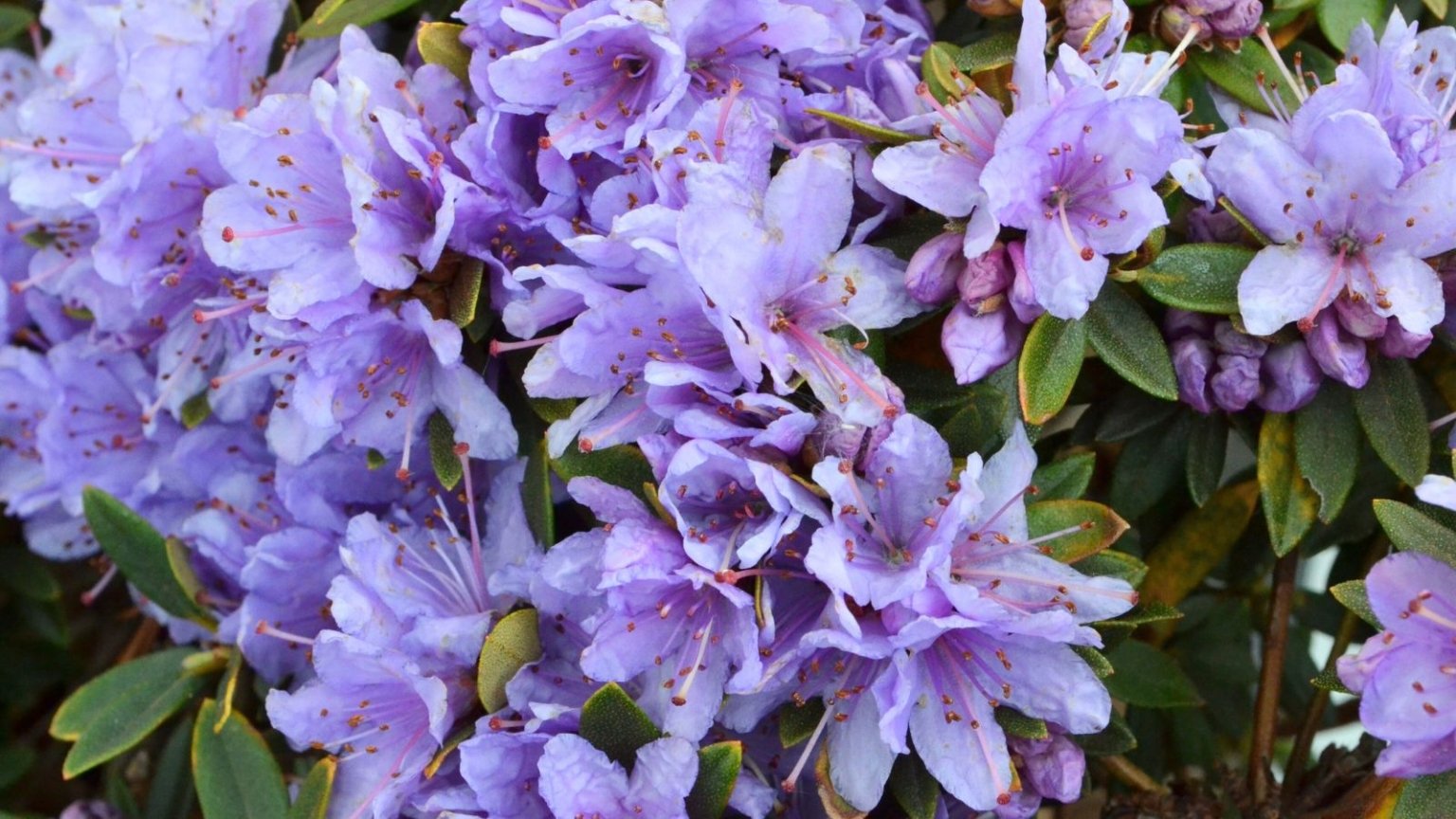 11 Dwarf Rhododendron Varieties For Compact Garden Spaces
